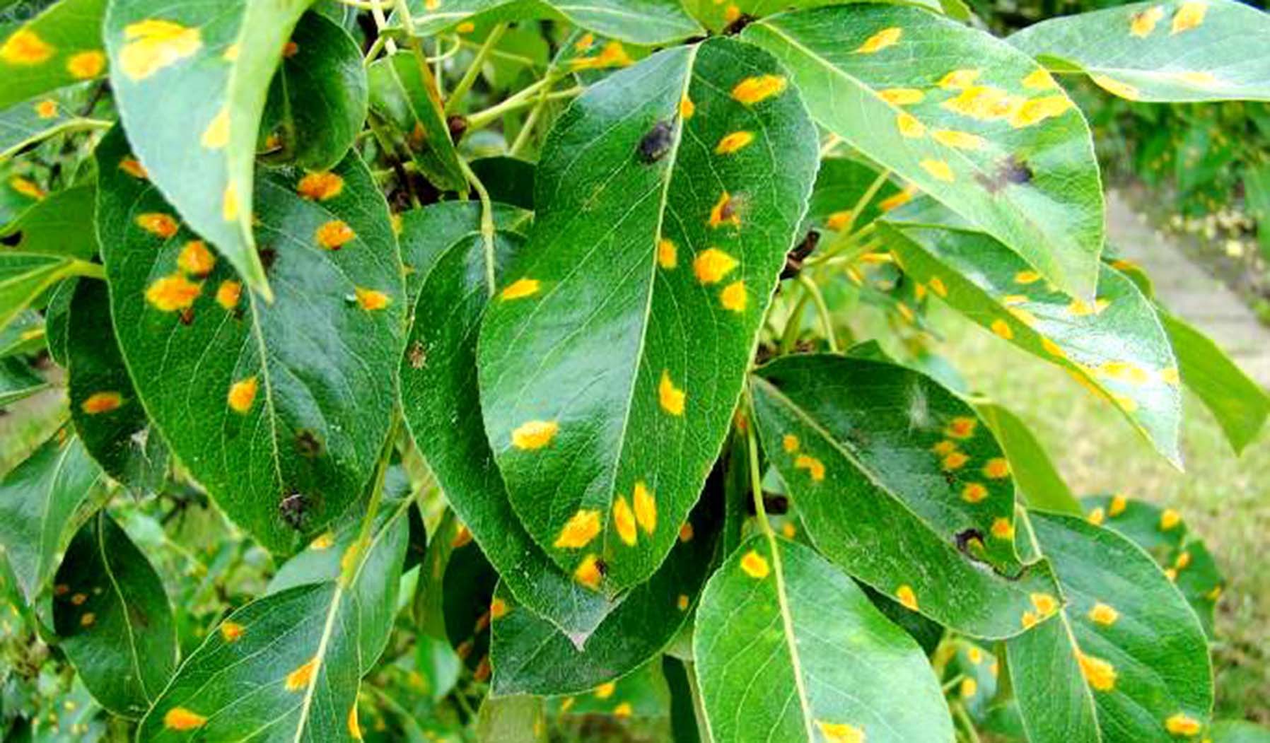 Choroby drzew owocowych - Życie Powiatu na Mazowszu