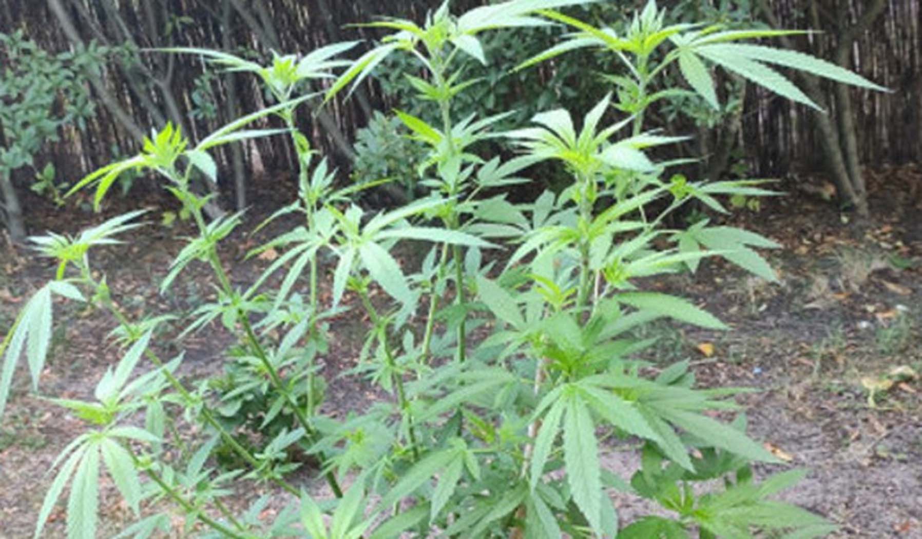 34-latka odpowie za posiadanie marihuany i uprawę ziela konopi - Życie Powiatu na Mazowszu